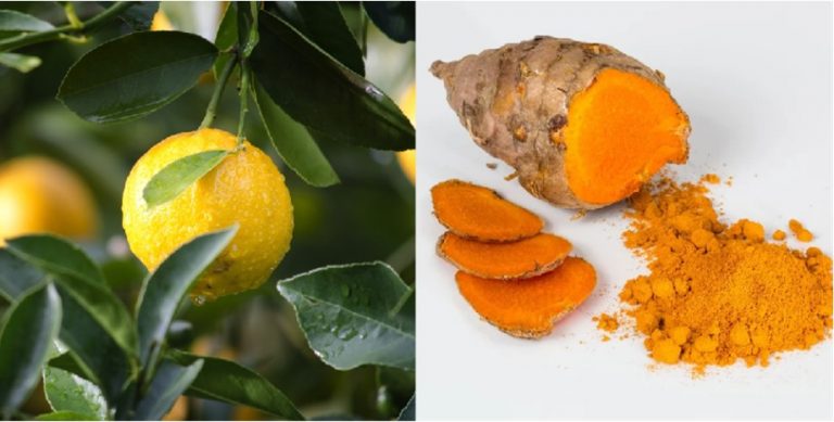 Turmeric and Lemon | HealthyLife | WeRIndia
