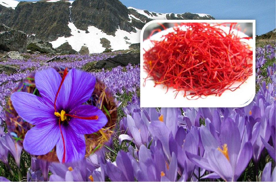 Pinch of saffron & numerous health benefits | HealthyLife
