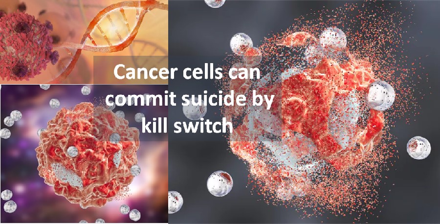 Cancer cells can commit suicide by kill switch | HealthyLife