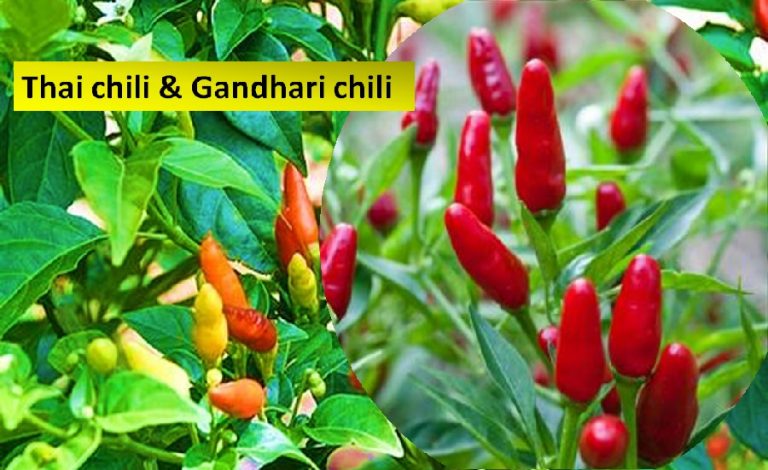 Thai and Gandhari chilis - HealthyLife | WeRIndia