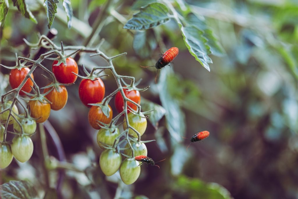 Homemade Natural Insecticides for your veggie garden - HealthyLife ...