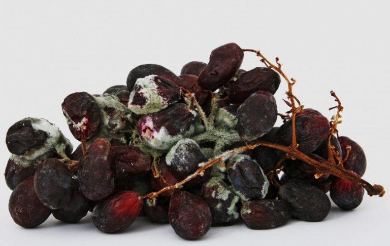 Ochratoxin A Mycotoxin - HealthyLife | WeRIndia